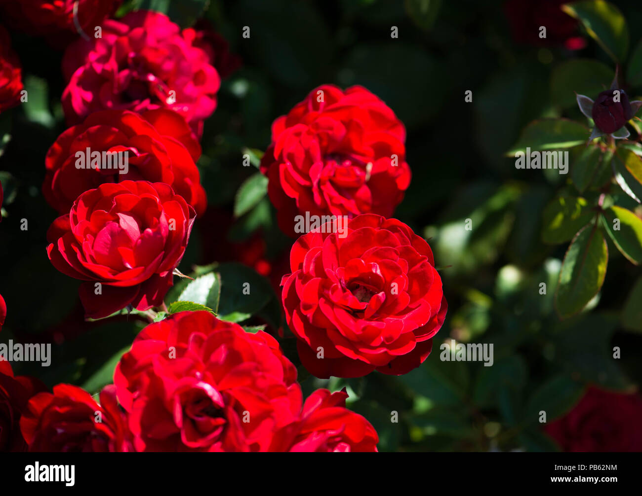 Close up of english red rose in full bloom hi-res stock photography and ...