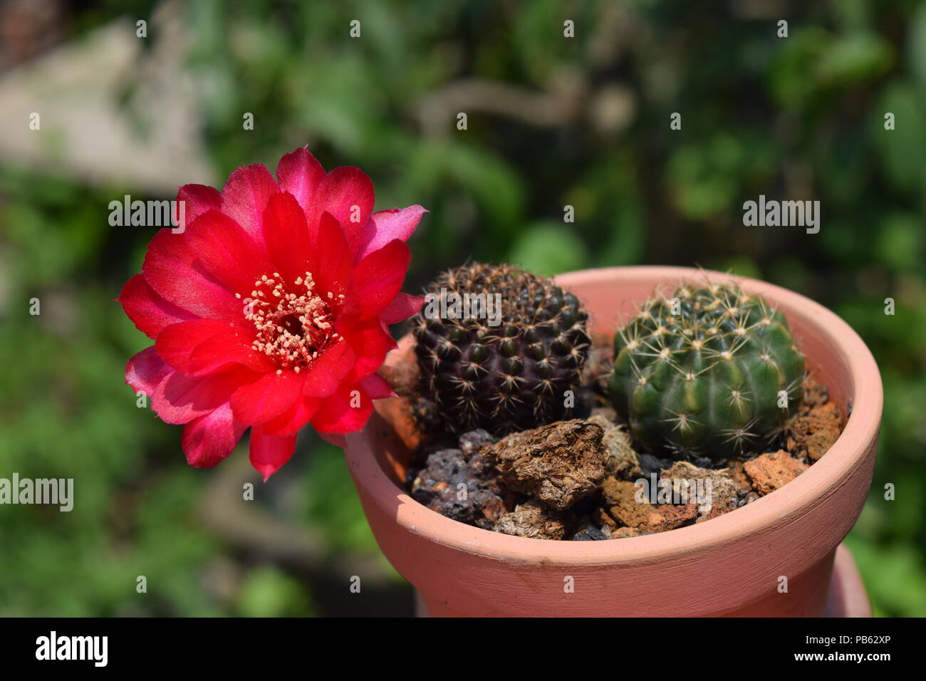 red flower of cactus plant Stock Photo - Alamy