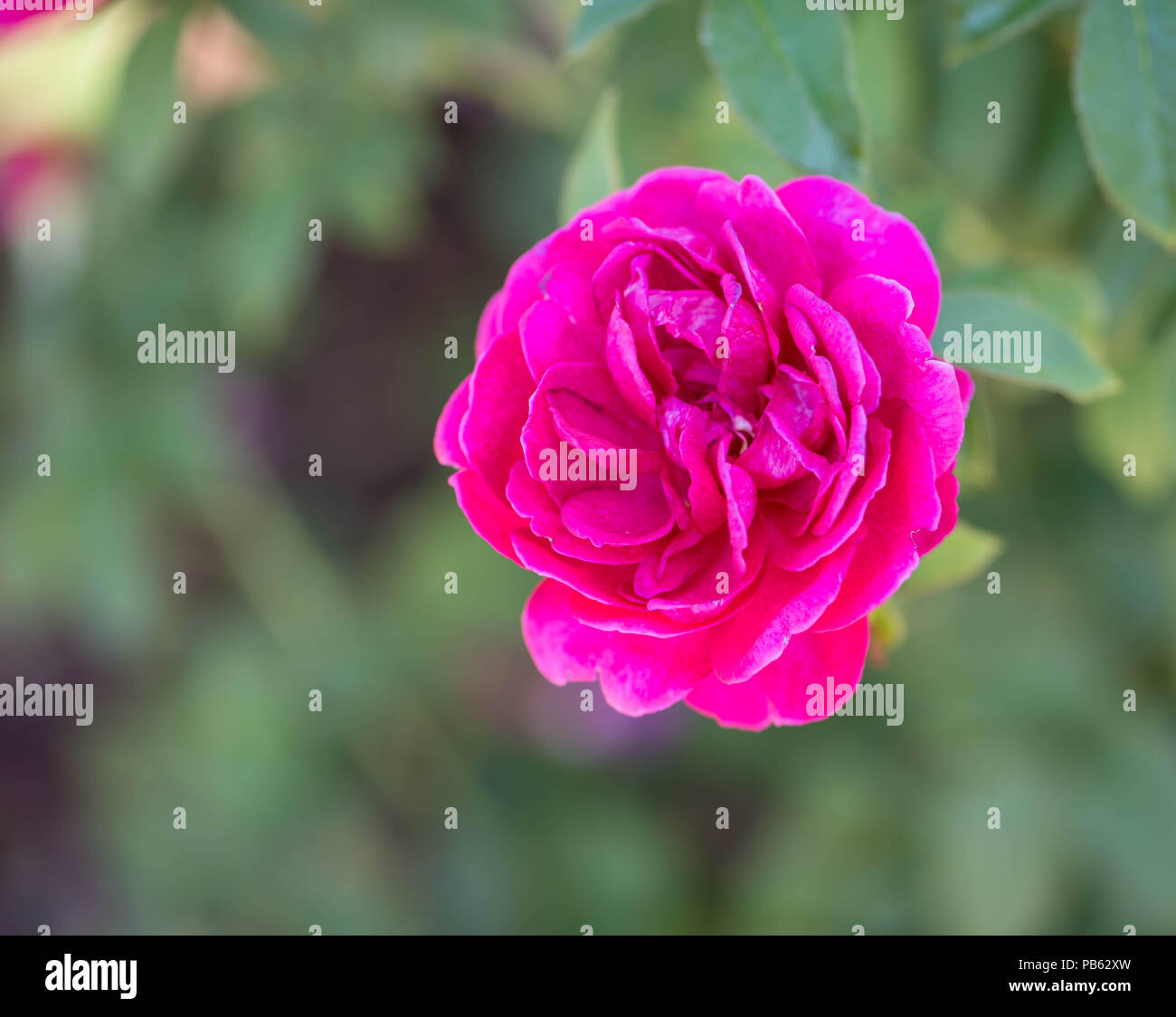 Hot pink rose hi-res stock photography and images - Alamy