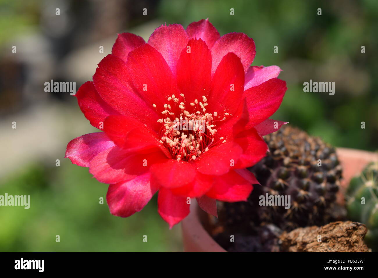 red flower of cactus plant Stock Photo - Alamy