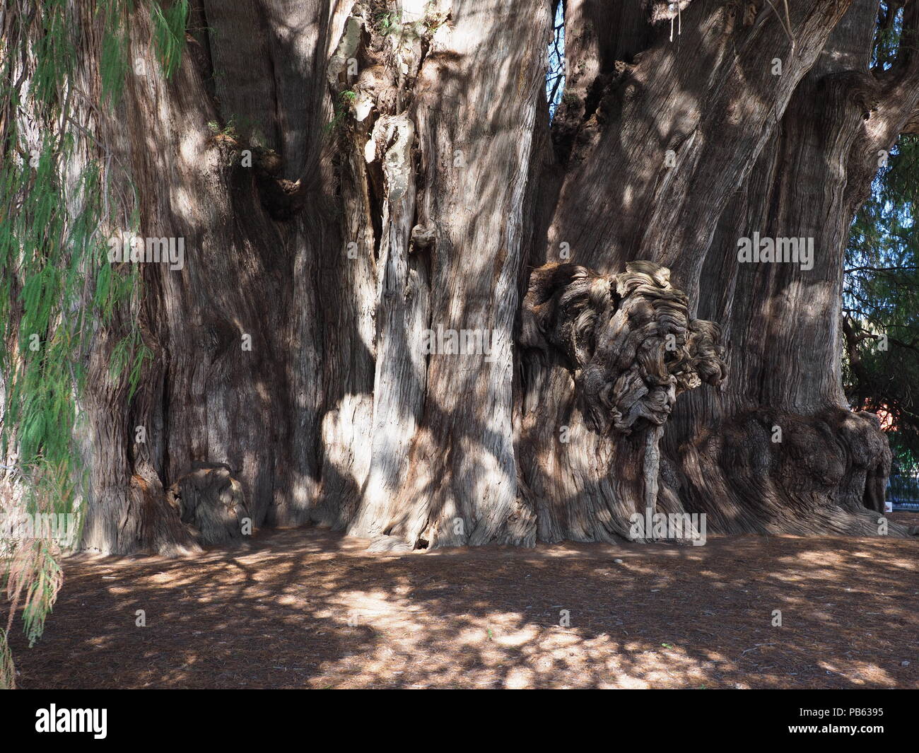 Giant cypress tule tree arbol hi-res stock photography and images - Alamy
