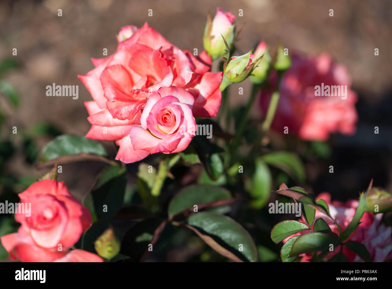 Peach garden hi-res stock photography and images - Alamy