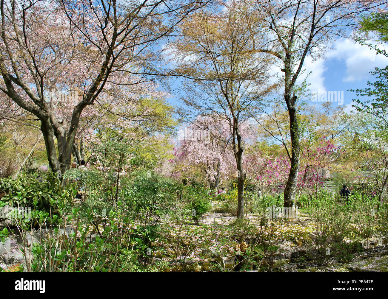 Japan cherry blossom kyoto garden hi-res stock photography and images - Alamy