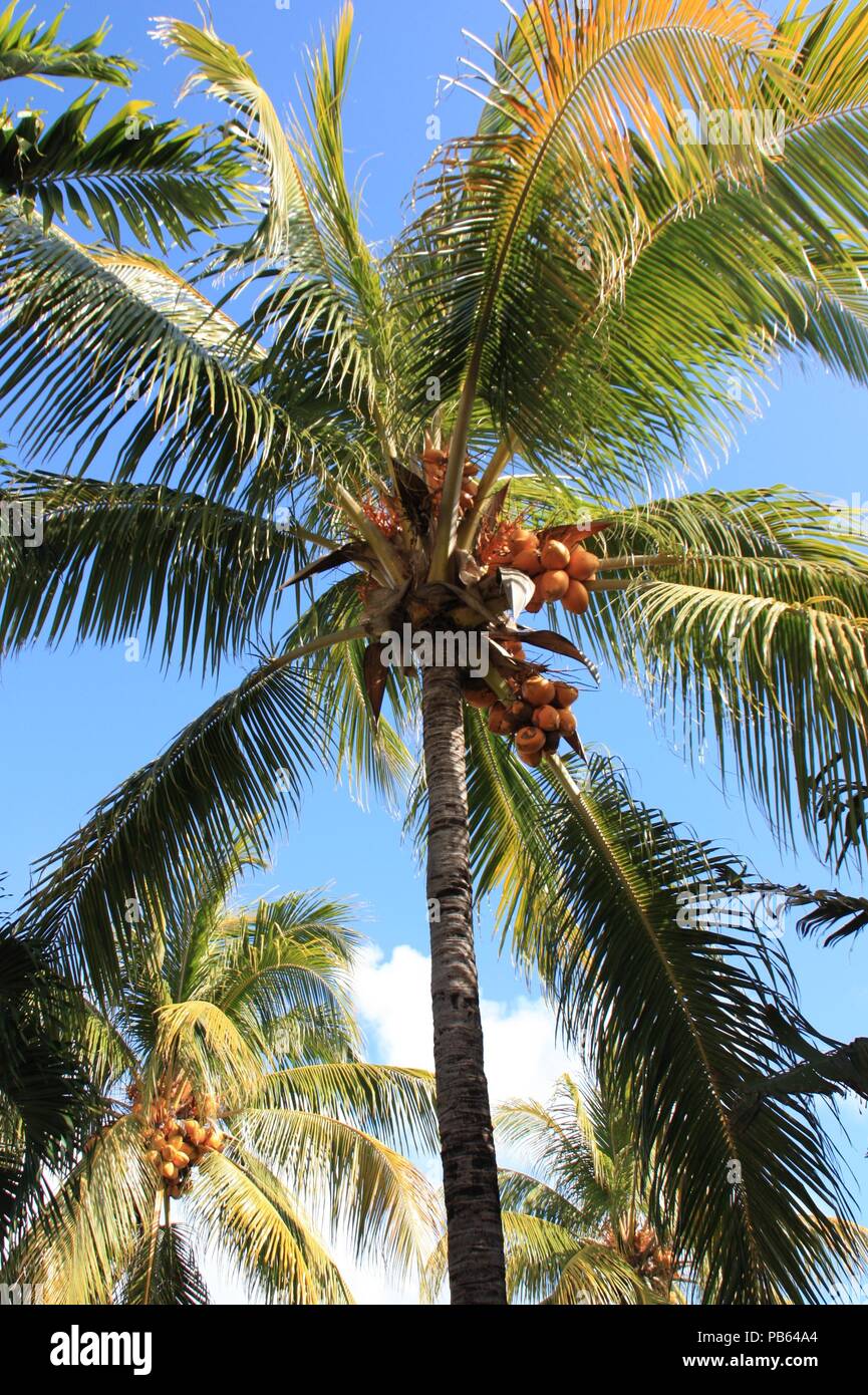 Coconut Mauritius High Resolution Stock Photography and Images - Alamy