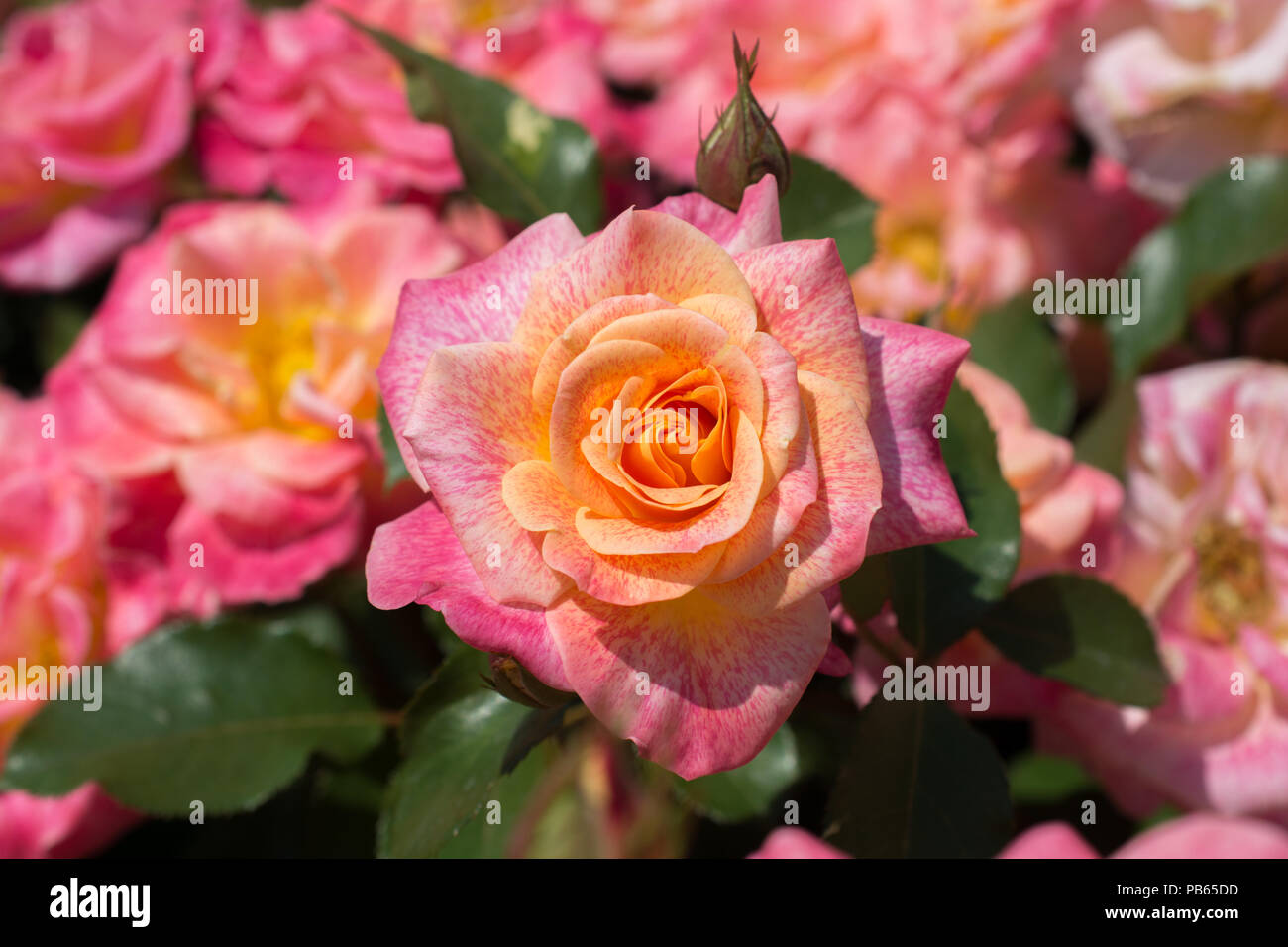 Blooming beautiful colorful roses as floral background Stock Photo - Alamy