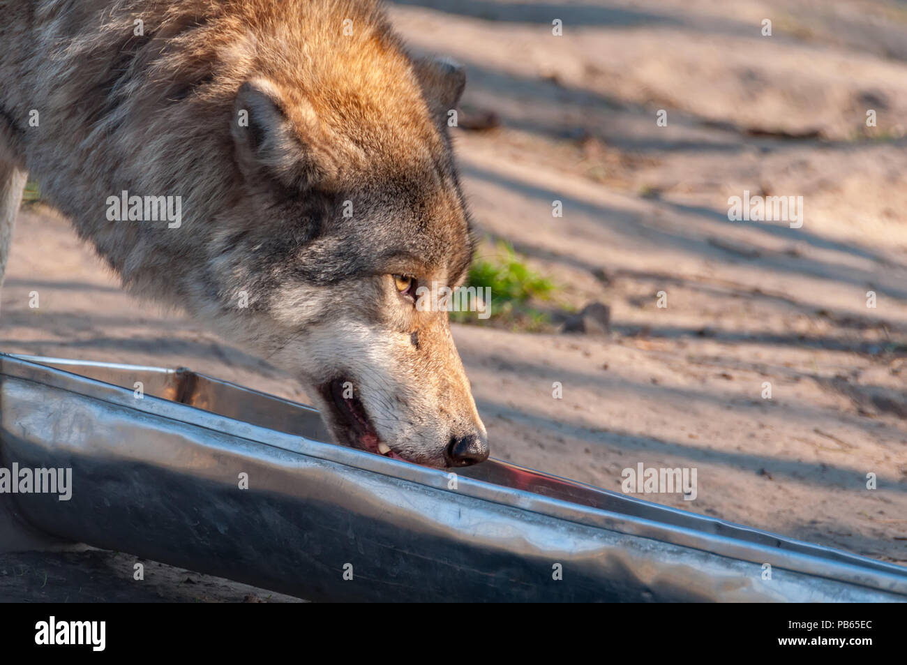 Wolf drinking water hi-res stock photography and images - Alamy
