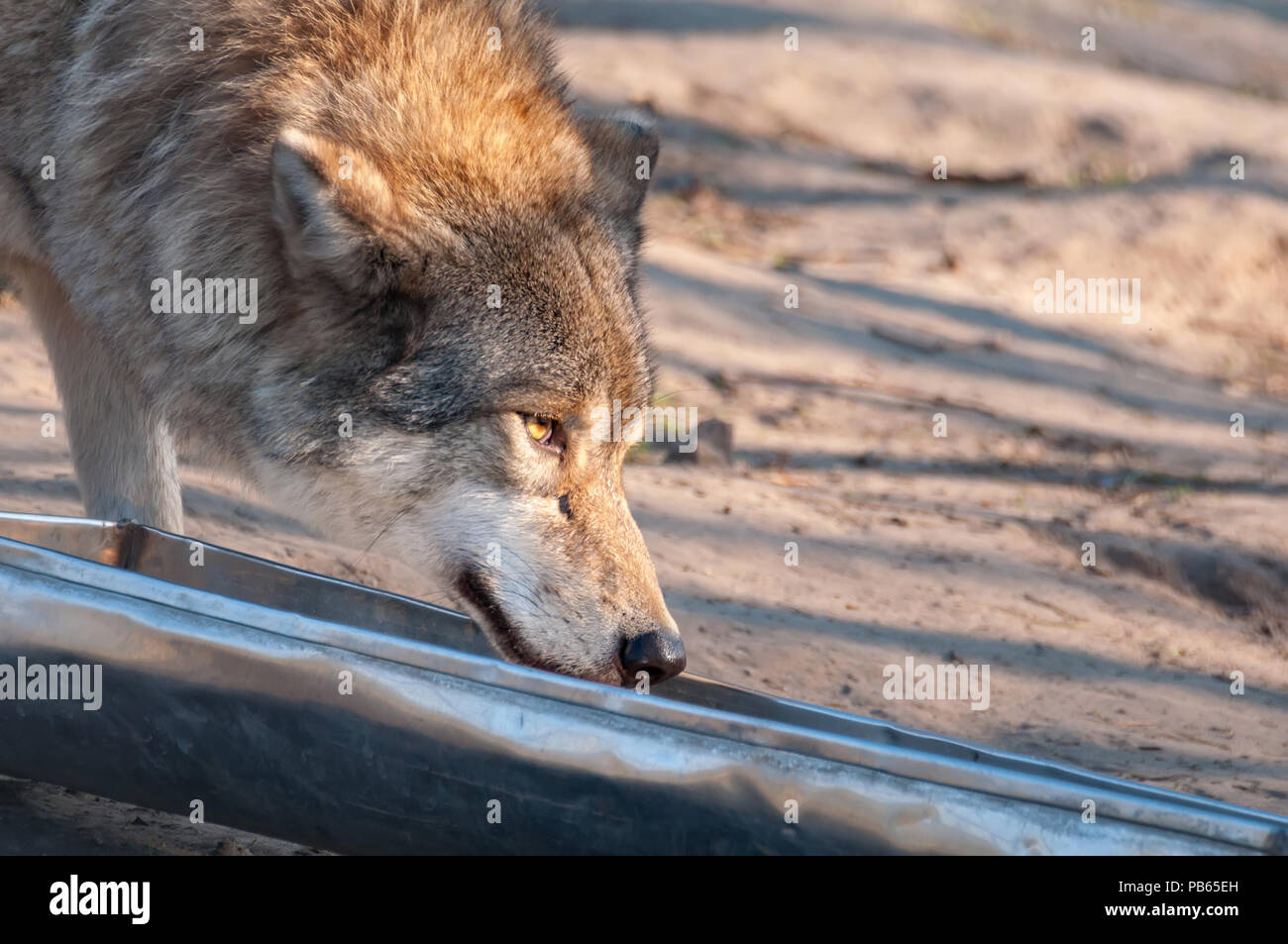 A beautiful wolf drinking water from the bowl in the zoo Stock Photo ...