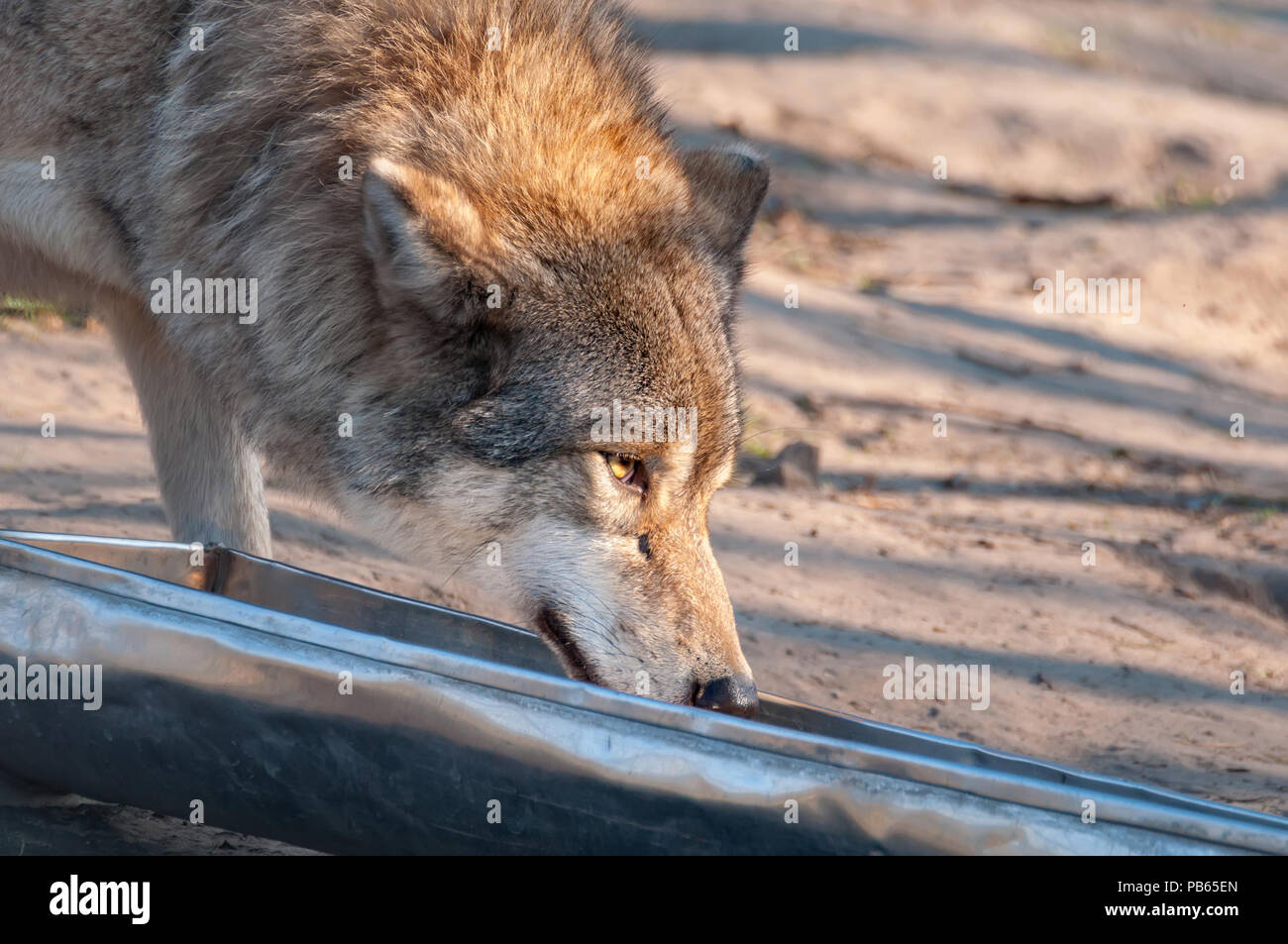 A beautiful wolf drinking water from the bowl in the zoo Stock Photo ...