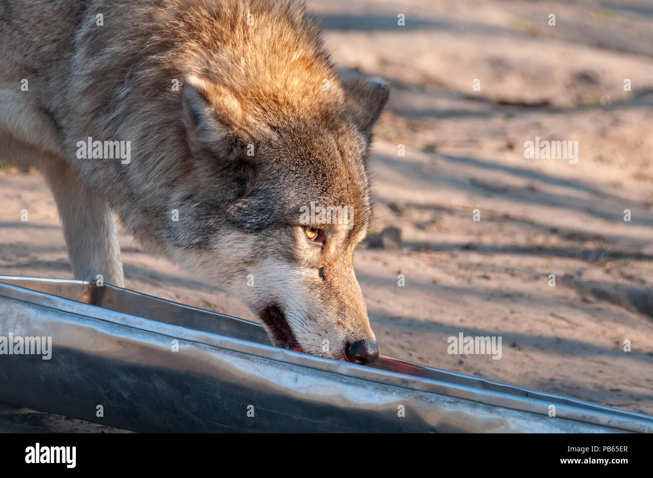 A beautiful wolf drinking water from the bowl in the zoo Stock Photo ...