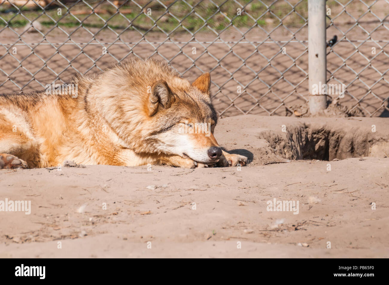 A beautiful wolf lying and resting in the zoo in a sunny daytime Stock ...