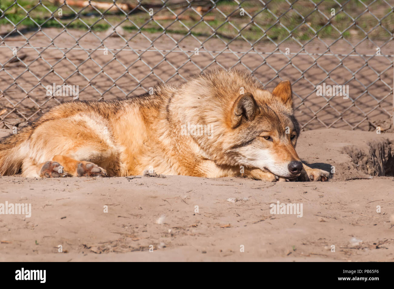 A beautiful wolf lying and resting in the zoo in a sunny daytime Stock ...