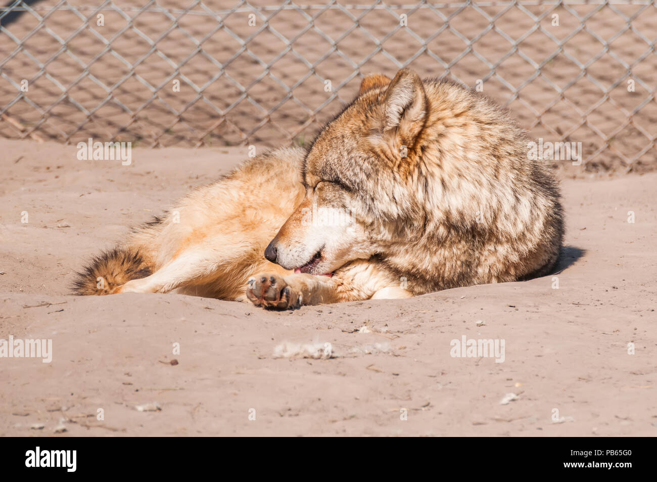 A beautiful wolf lying and resting in the zoo in a sunny daytime Stock ...
