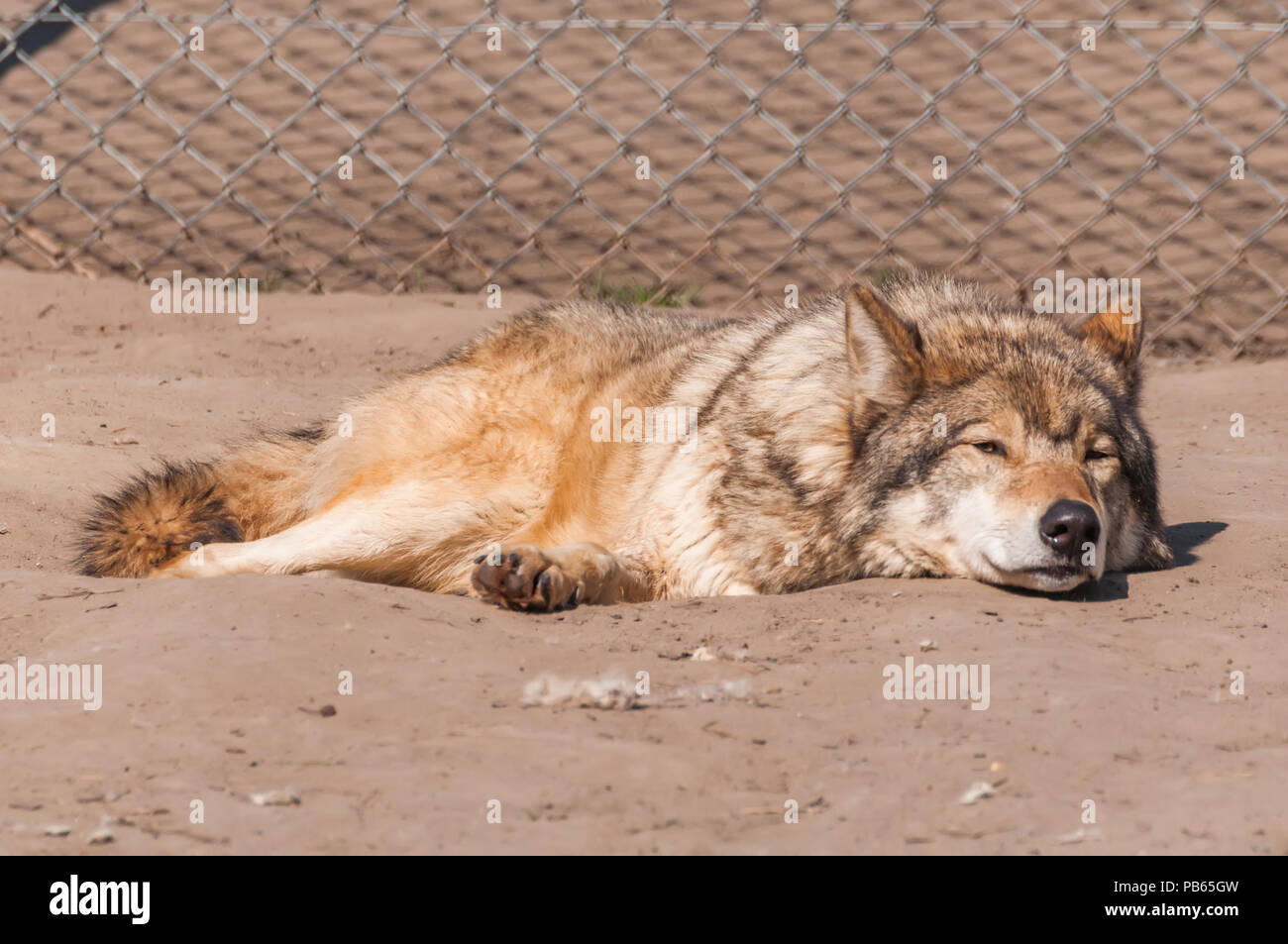 A beautiful wolf lying and resting in the zoo in a sunny daytime Stock ...