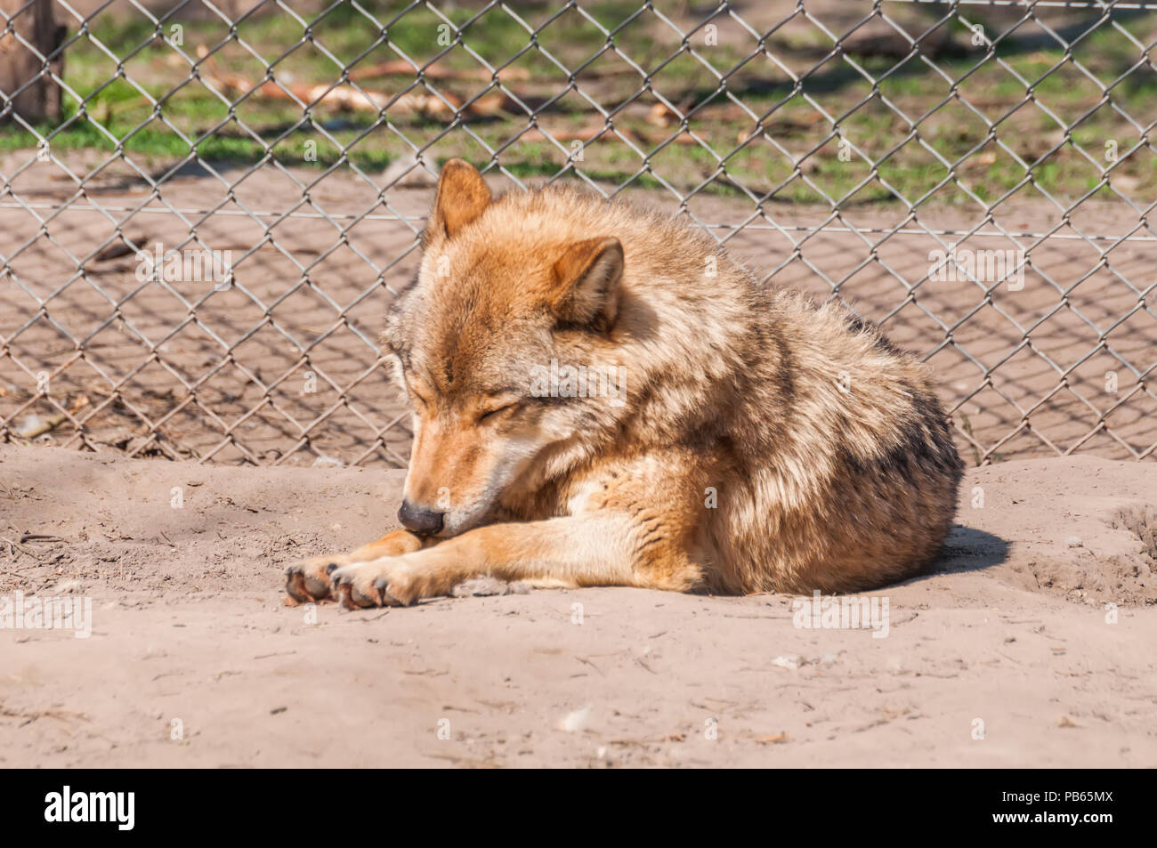 A beautiful wolf lying and resting in the zoo in a sunny daytime Stock ...