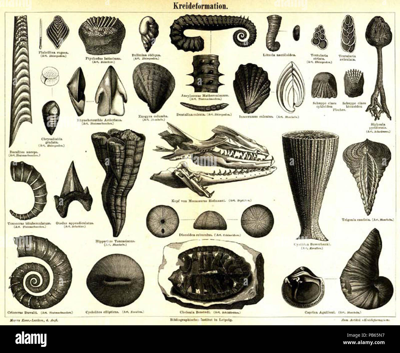 Exogyra hi-res stock photography and images - Alamy