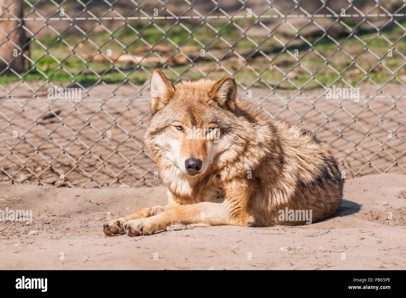 A beautiful wolf lying and resting in the zoo in a sunny daytime Stock ...