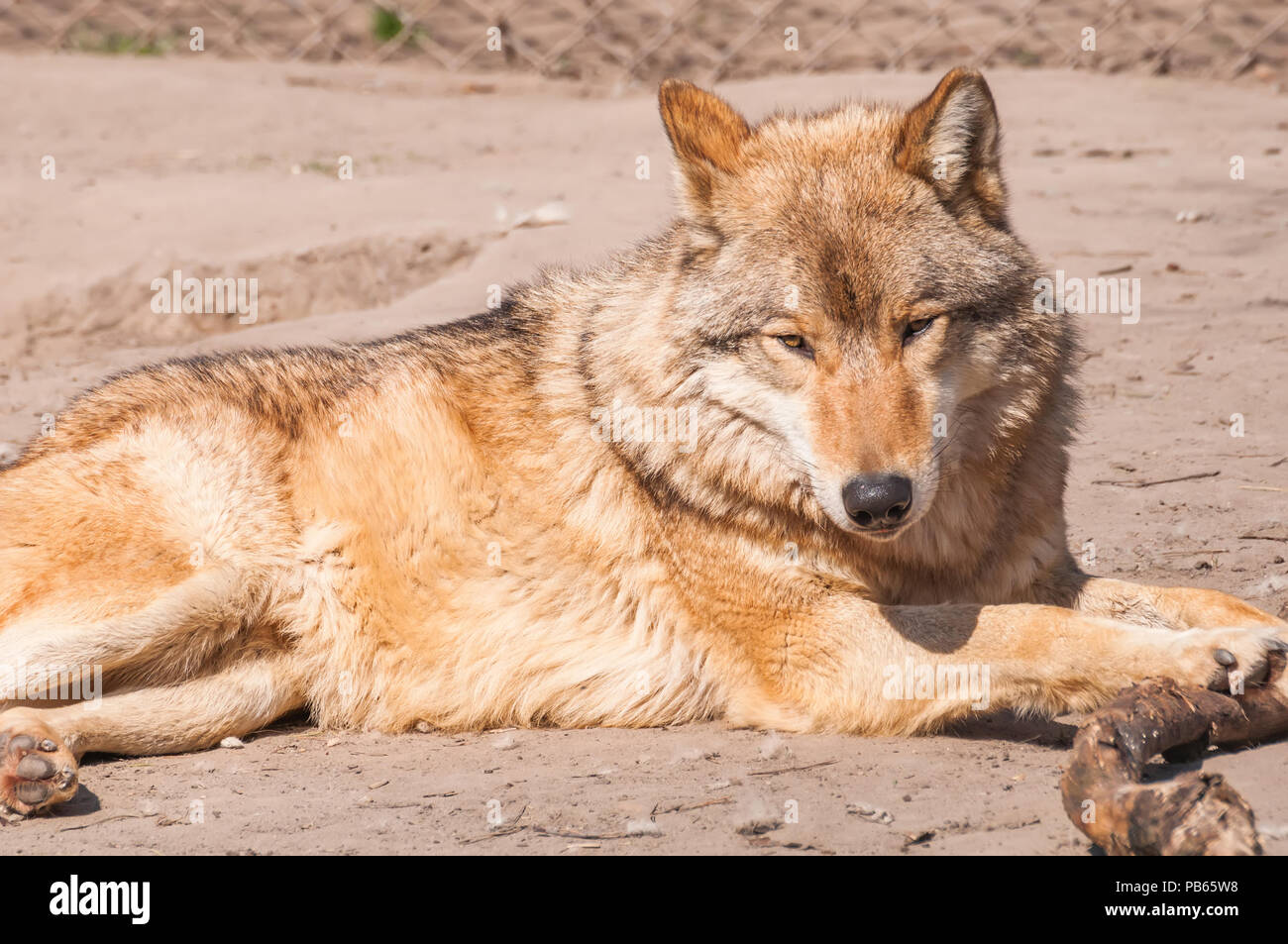 A beautiful wolf lying and resting in the zoo in a sunny daytime Stock ...