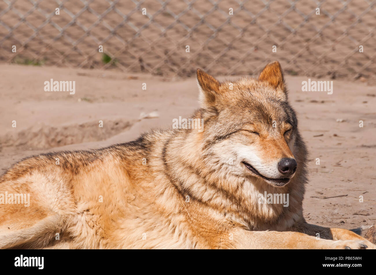 A beautiful wolf lying and resting in the zoo in a sunny daytime Stock ...