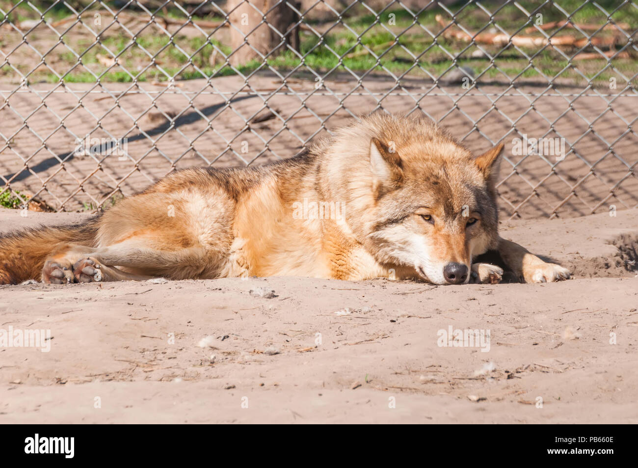 A beautiful wolf lying and resting in the zoo in a sunny daytime Stock ...