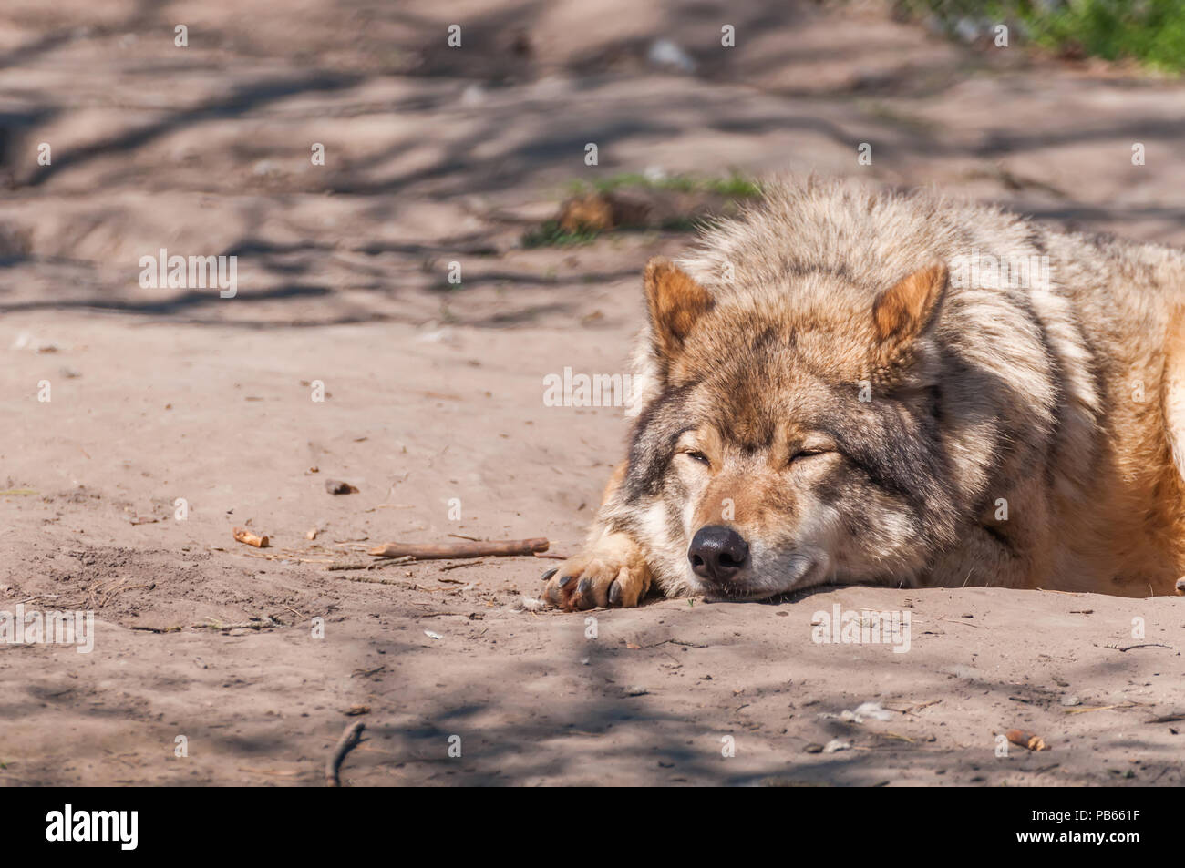 Golden Brown Wolf Female