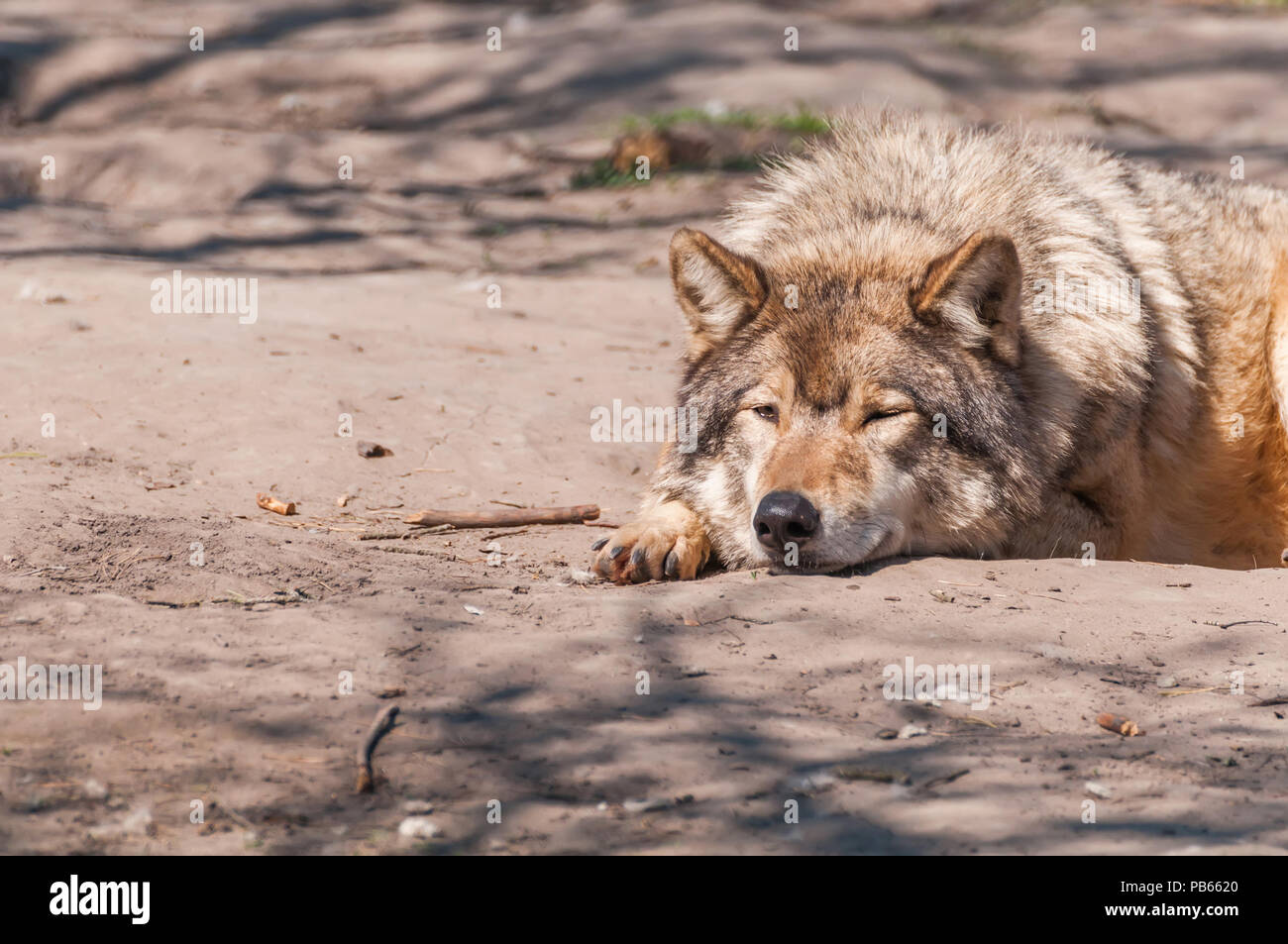A beautiful wolf lying and resting in the zoo in a sunny daytime Stock ...