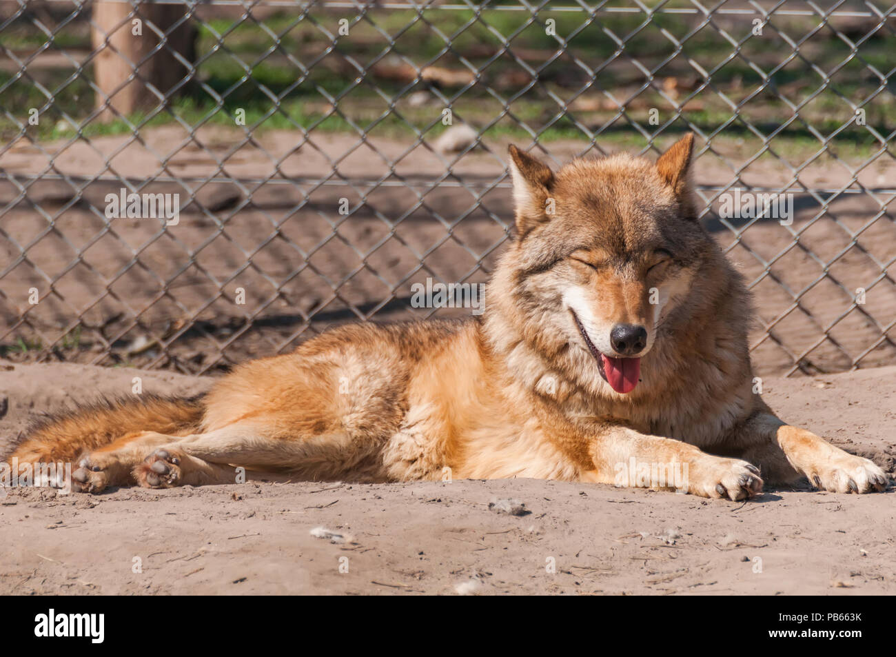 A beautiful wolf lying and resting in the zoo in a sunny daytime Stock ...
