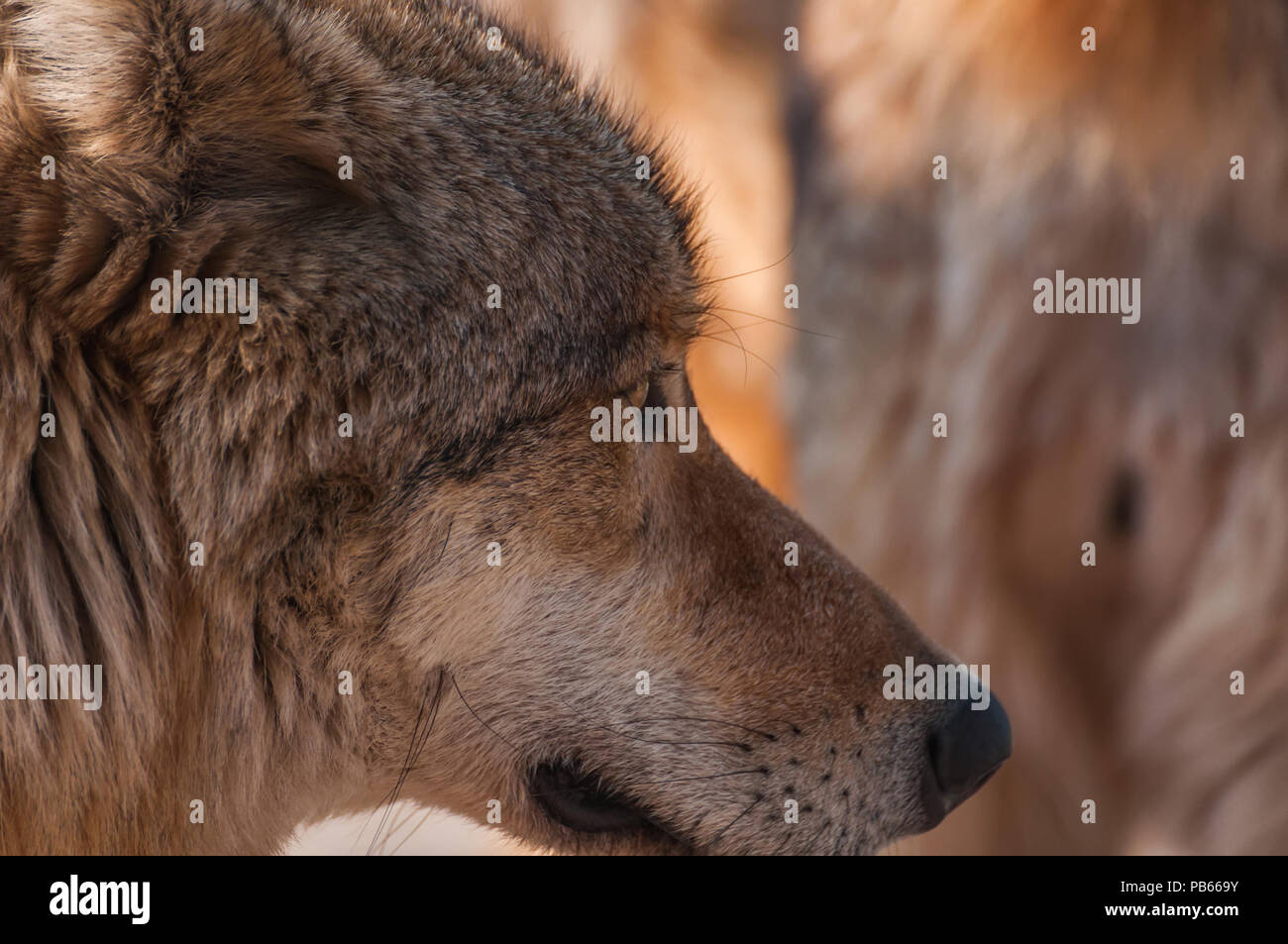 Portrait of a beautiful wolf in the zoo environment Stock Photo - Alamy