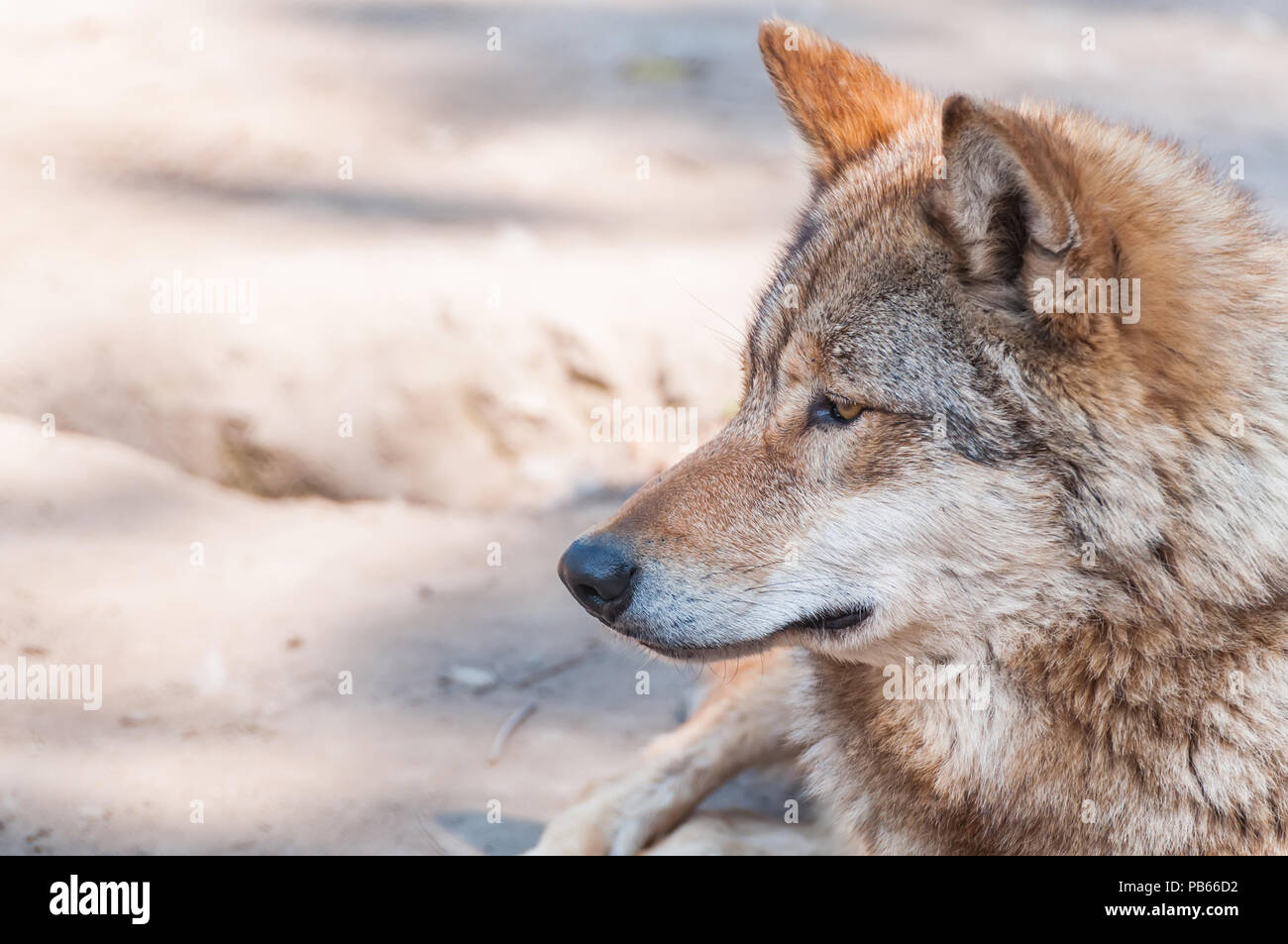 Portrait of a beautiful wolf in the zoo environment Stock Photo - Alamy