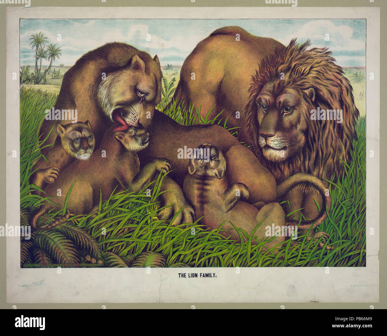 Lion pride dynamics hi-res stock photography and images - Alamy