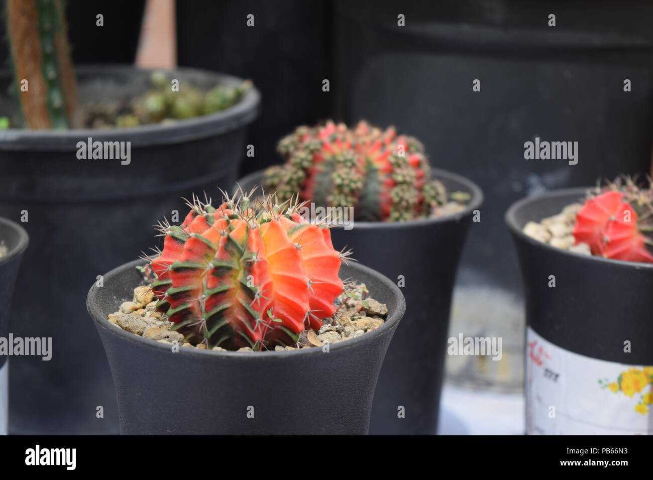 Artificial selection plants hi-res stock photography and images - Alamy