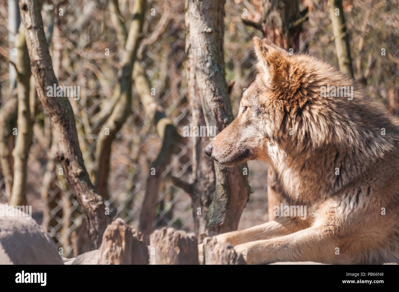 Portrait of a beautiful wolf in the zoo environment Stock Photo - Alamy