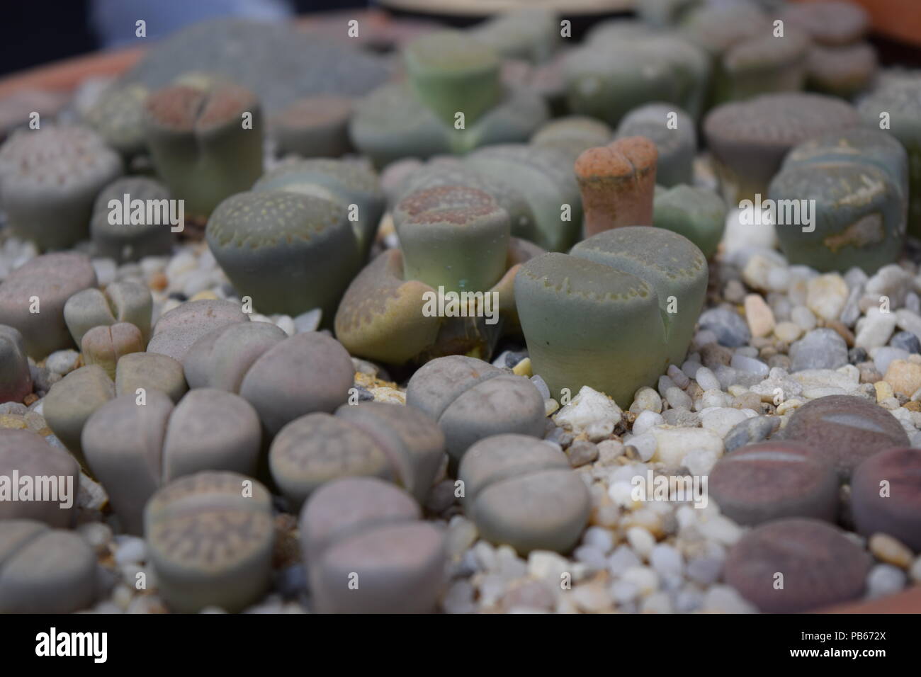cluster of exotic rare lithop plants Stock Photo - Alamy