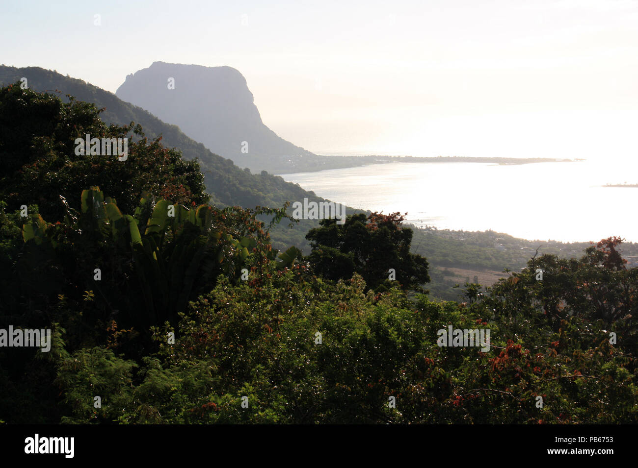 Lush green mangrove forest surrounding hi-res stock photography and ...