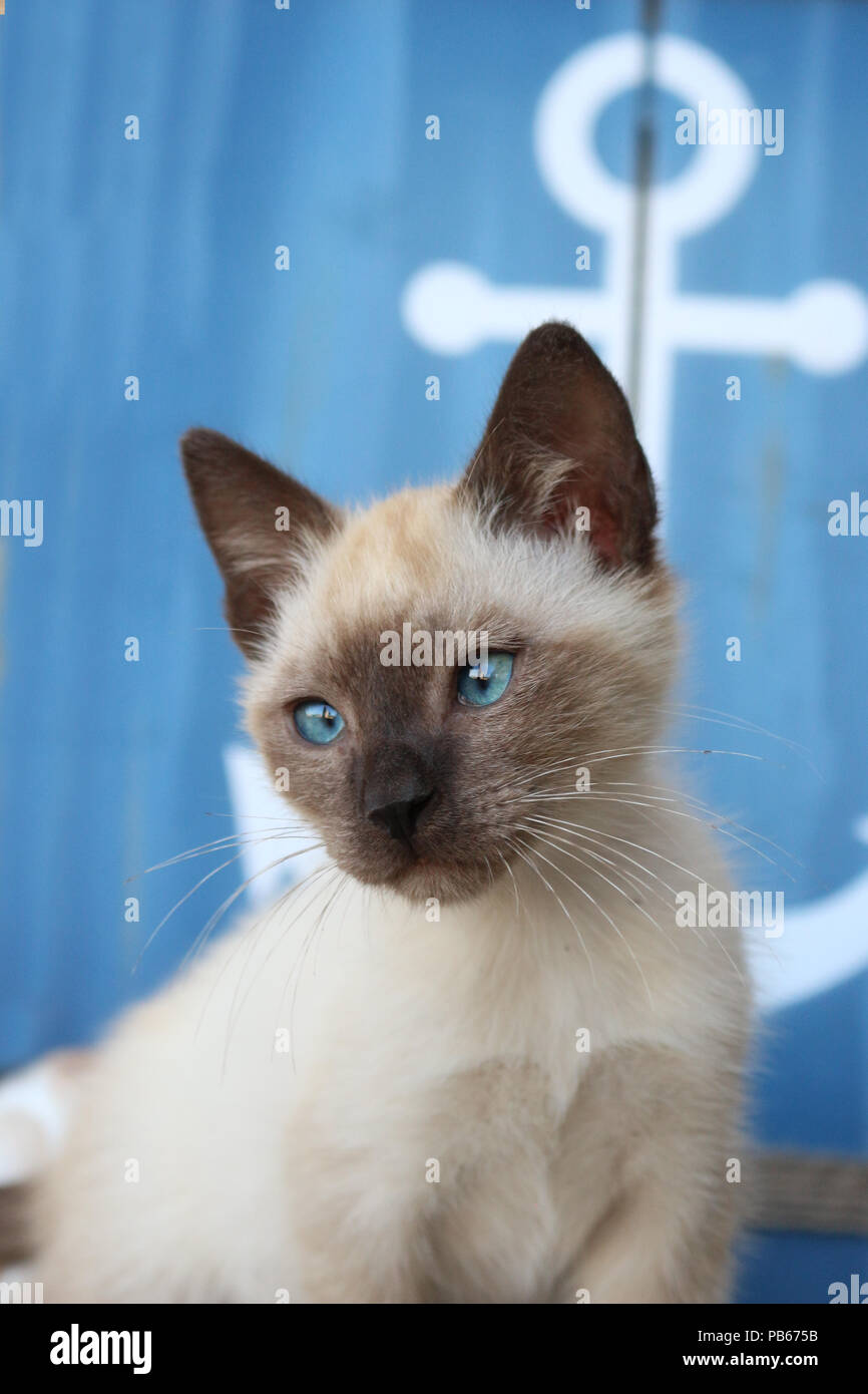 portrait of a siamese kitten (thai), 6 weeks old, seal point Stock ...