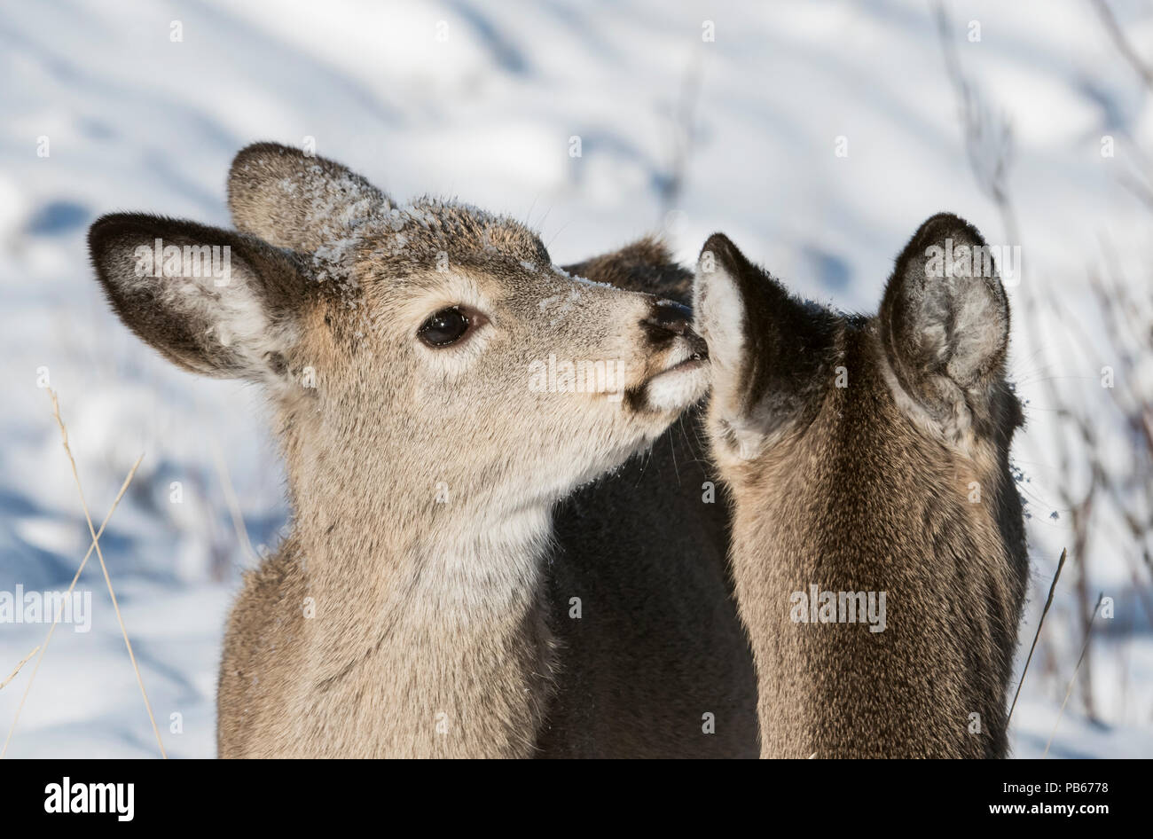 Whitetail Deer, Winter, Montana Stock Photo - Alamy