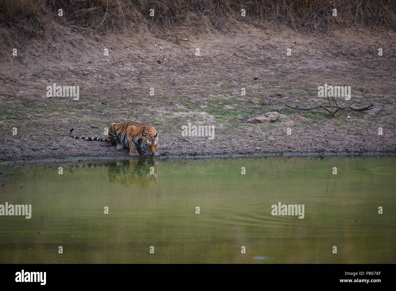 A tigress quenching her thirst at water hole in scorching heat, Kanha ...