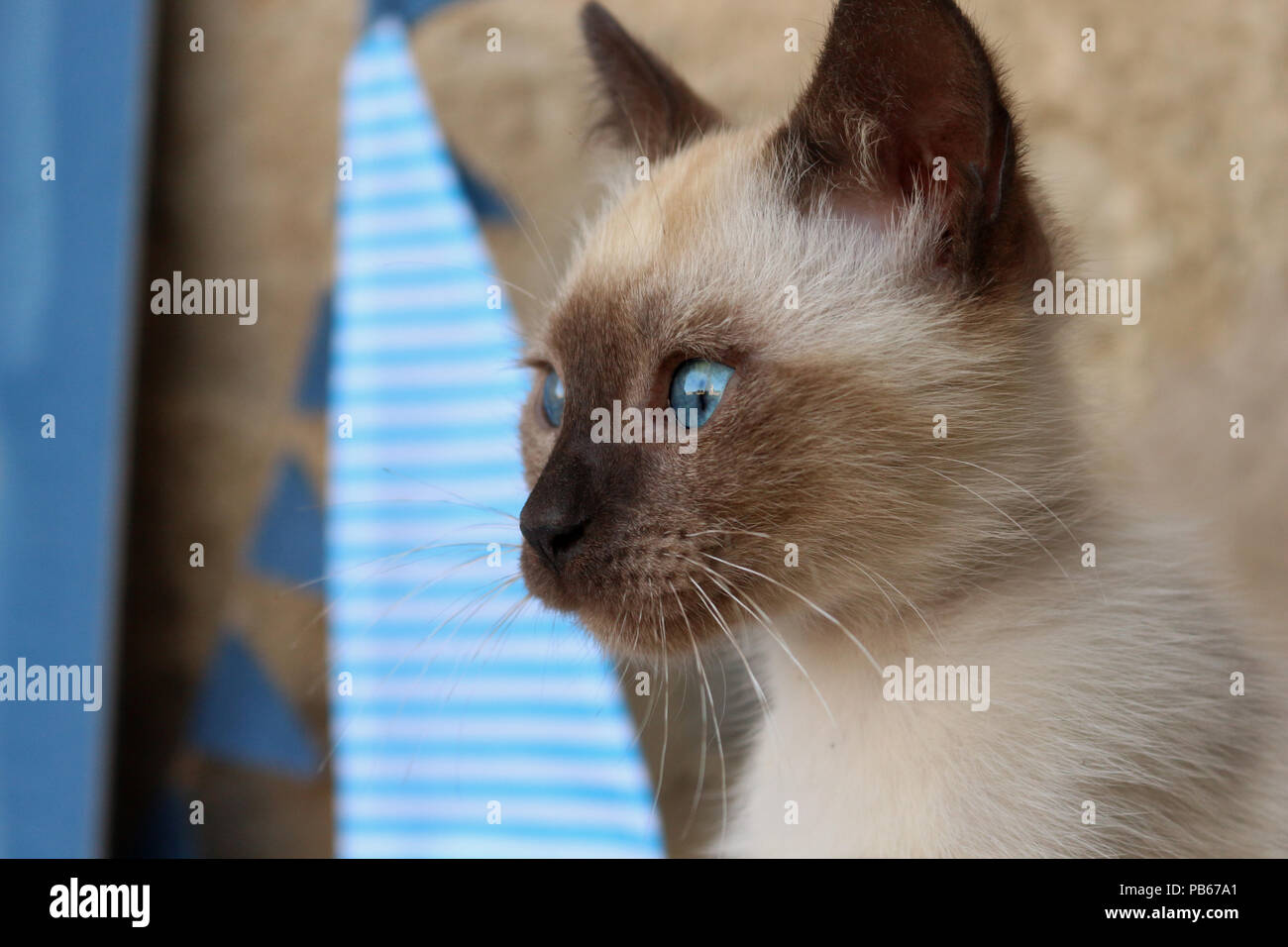 Blue point siamese kitten hi-res stock photography and images - Alamy