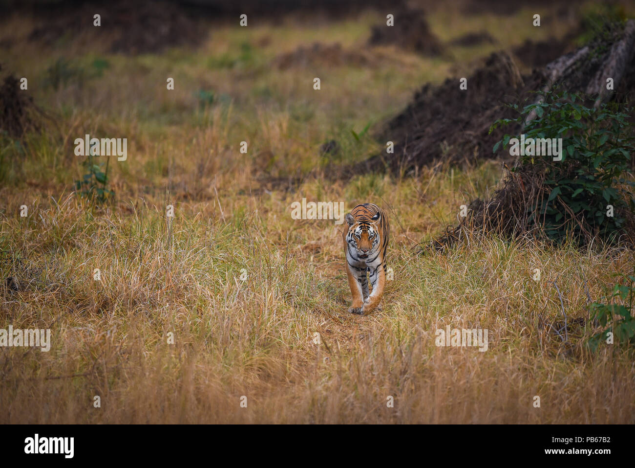 A beautiful Tigress in her habitat at Kanha National Park Stock Photo ...