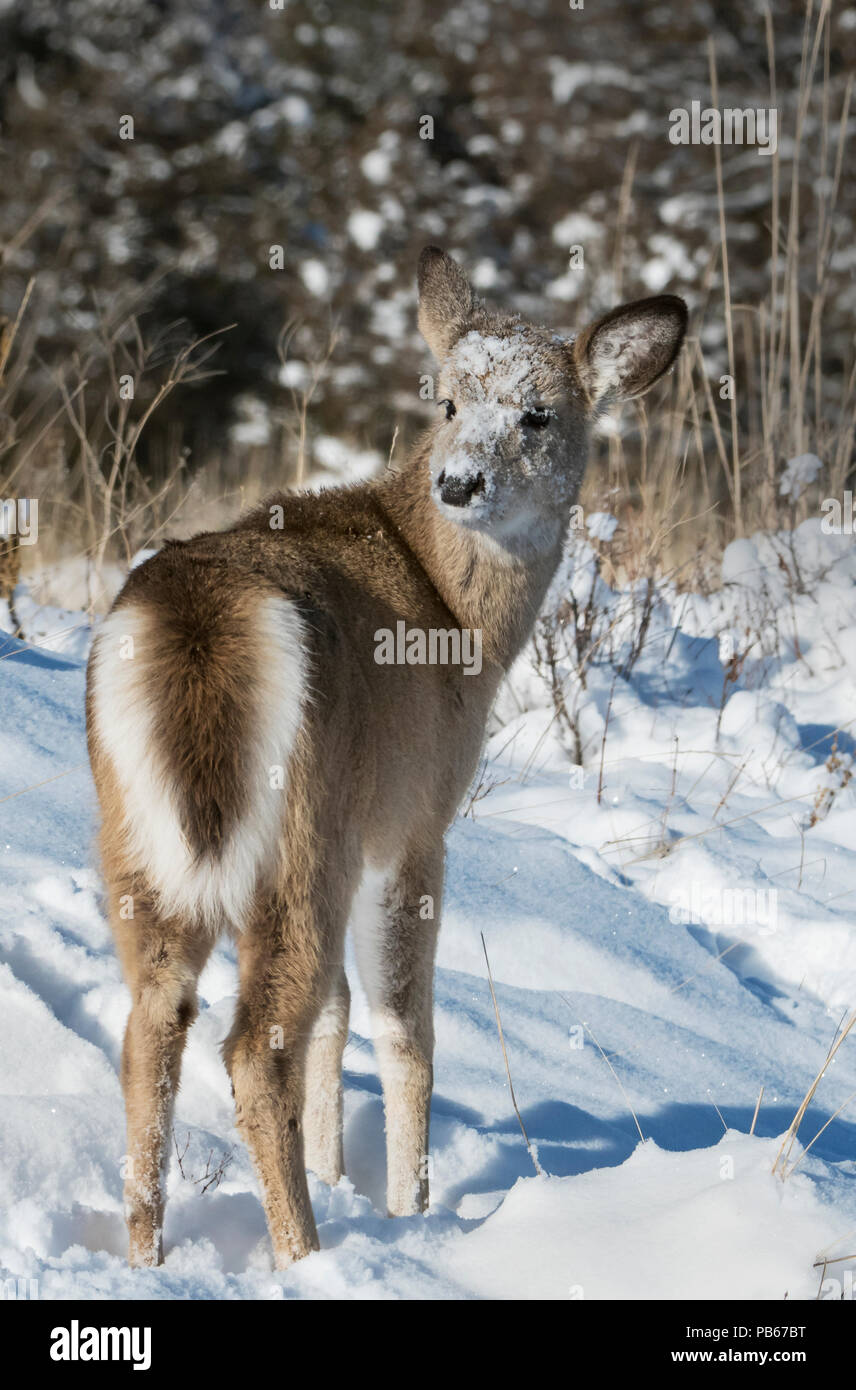 Whitetail Deer, Winter, Montana Stock Photo - Alamy