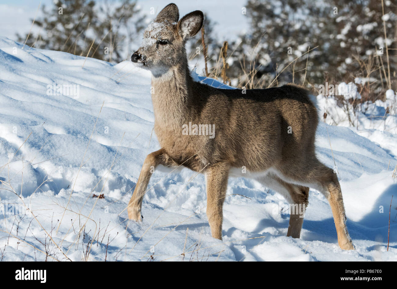 Whitetail Deer, Winter, Montana Stock Photo - Alamy