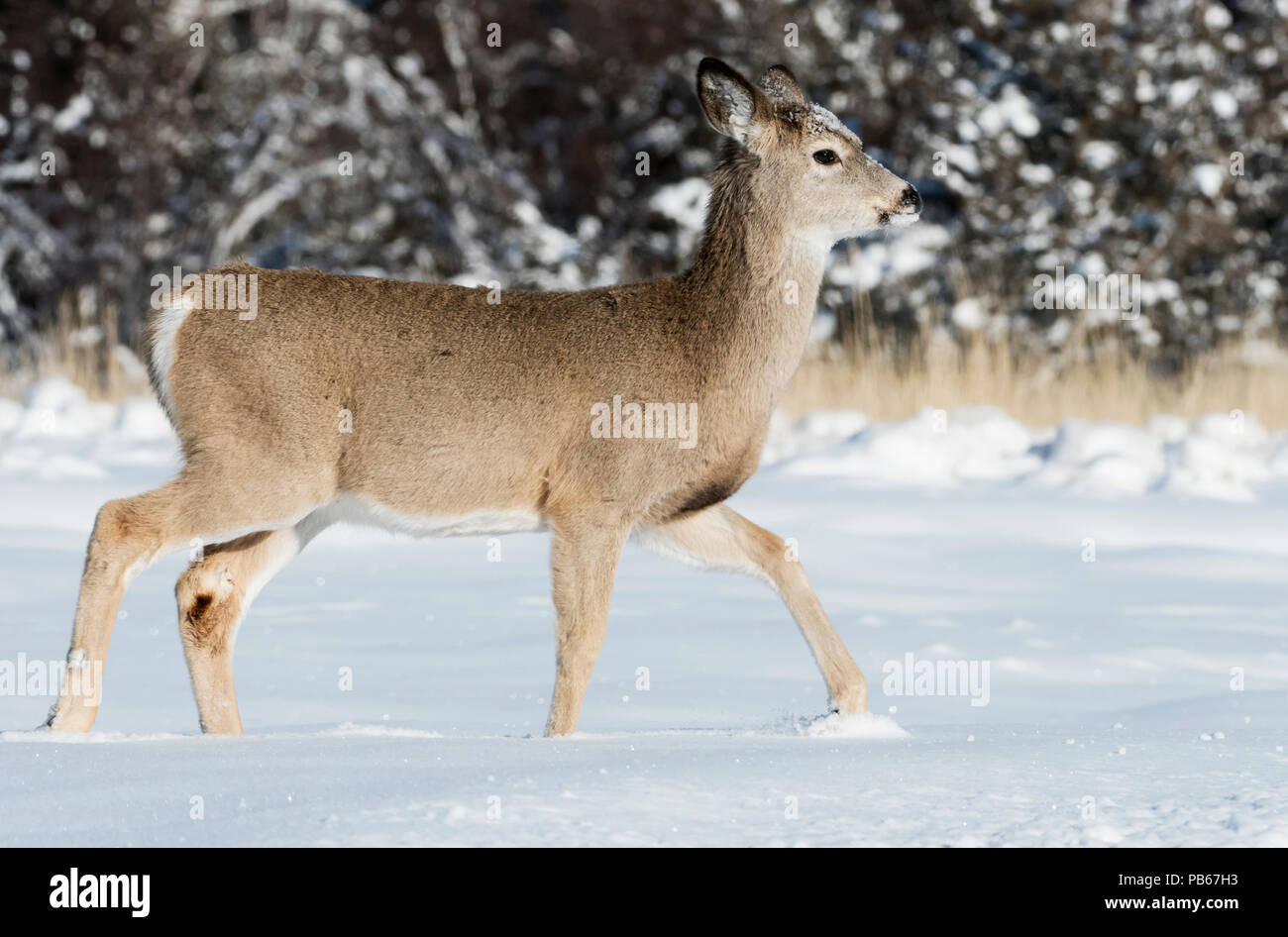 Whitetail Deer, Winter, Montana Stock Photo - Alamy