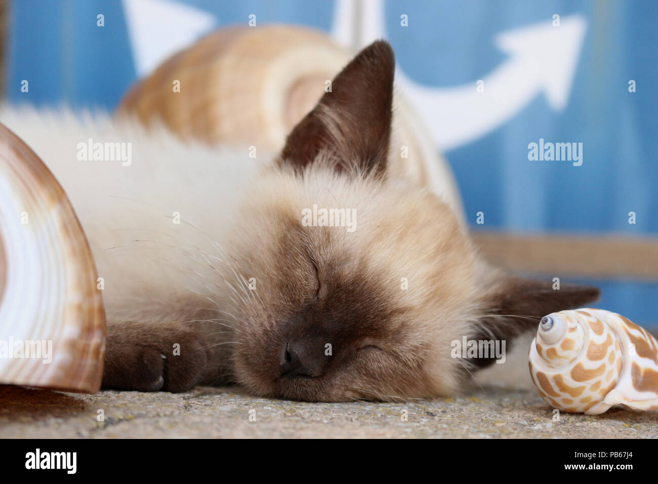 portrait of a sleeping siamese kitten (thai), 6 weeks old, seal point ...