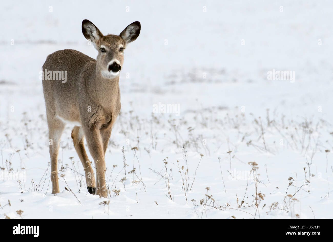 Whitetail Deer, Winter, Montana Stock Photo - Alamy
