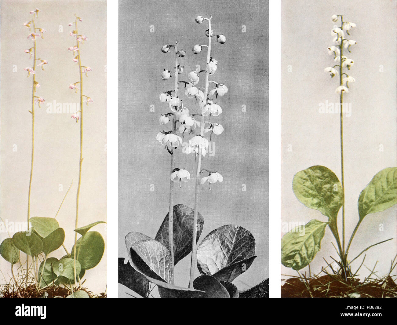 Pyrola elliptica hi-res stock photography and images - Alamy