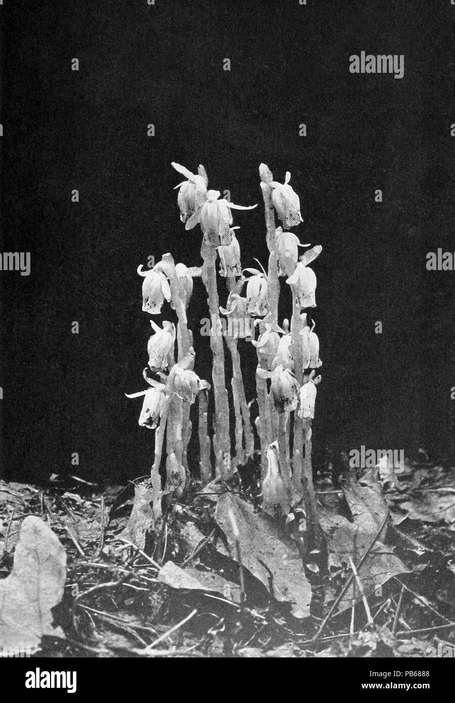 Temperate garden flora Black and White Stock Photos & Images - Alamy