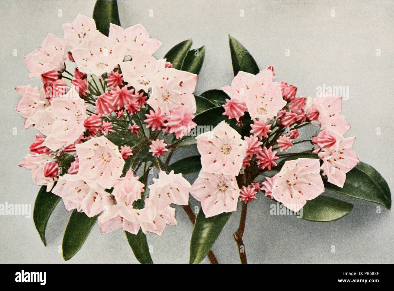 Kalmia flowering hi-res stock photography and images - Alamy