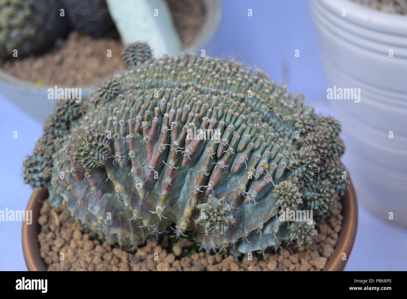 Cactus mutation hi-res stock photography and images - Alamy