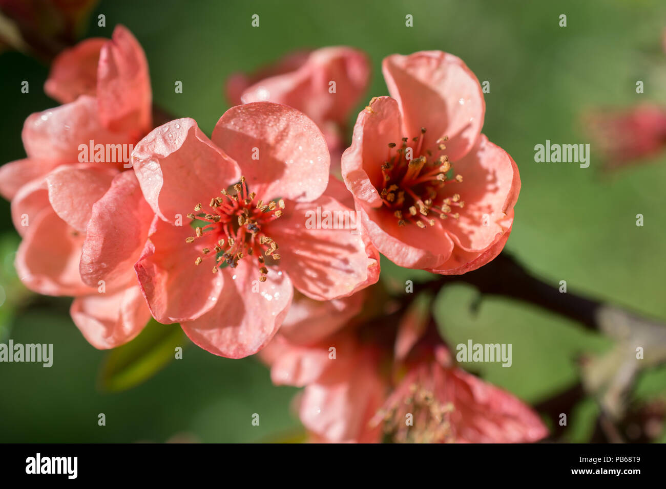 Tree bloom blossom beautiful flowers in spring season Stock Photo - Alamy