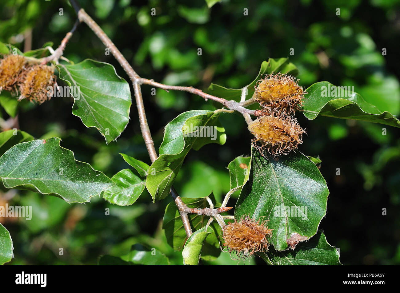 Spined husk hi-res stock photography and images - Alamy