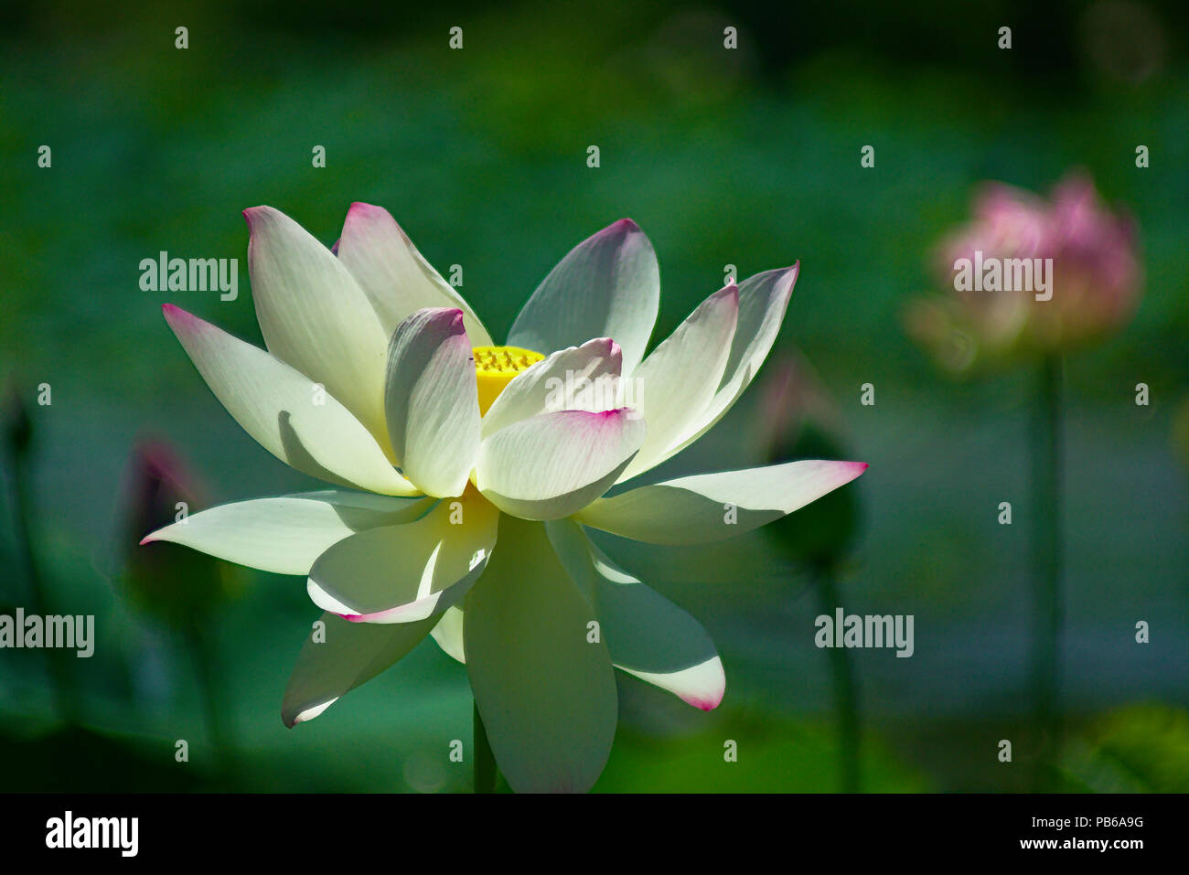Illustration of Scared Lotus Flower Stock Photo - Alamy